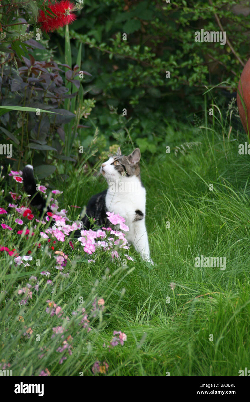 Cat in garden looking at insect Stock Photo - Alamy