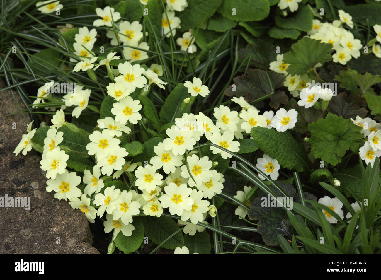 Wild primroses uk hi-res stock photography and images - Alamy