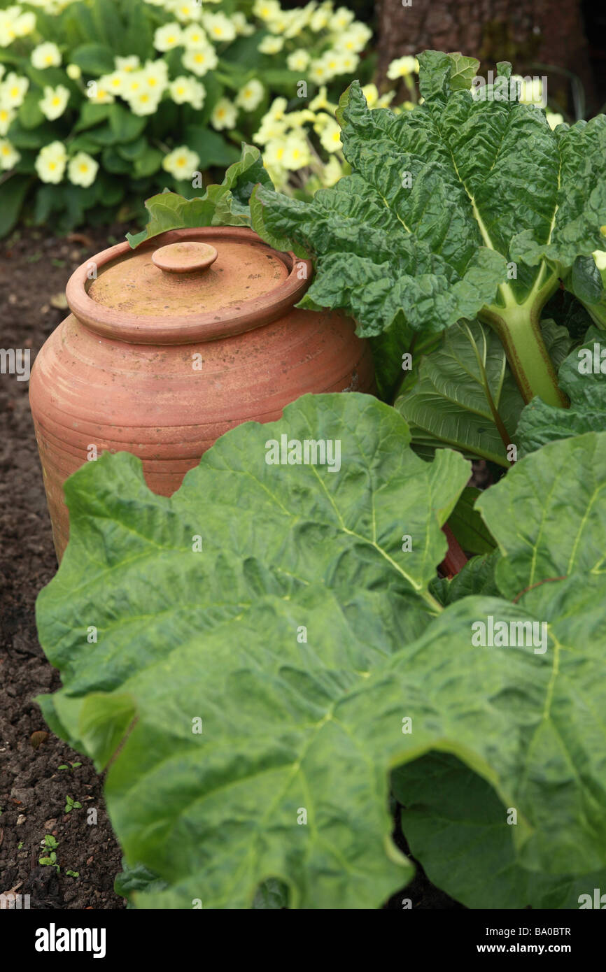 Close up of a terracotta Rhubarb forcer and Rhubarb plant in an English ...