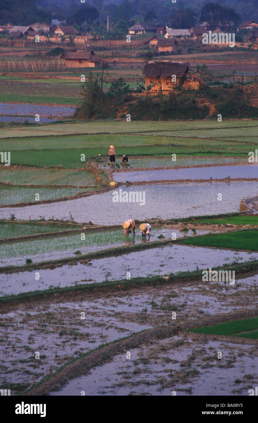 Rice paddies of the Red River valley Stock Photo - Alamy