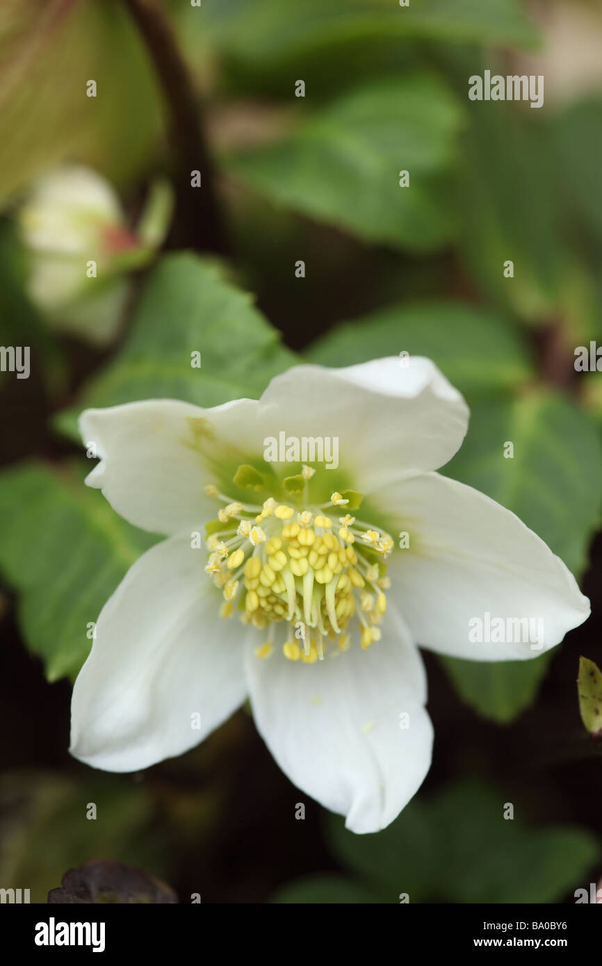 White winter hellebores hi-res stock photography and images - Alamy