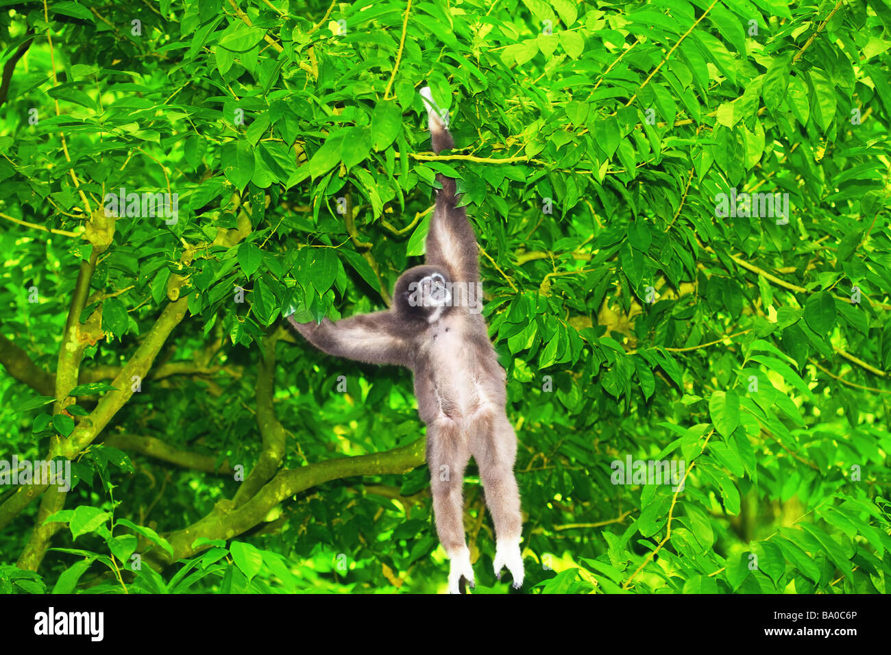 White gibbon hi-res stock photography and images - Alamy