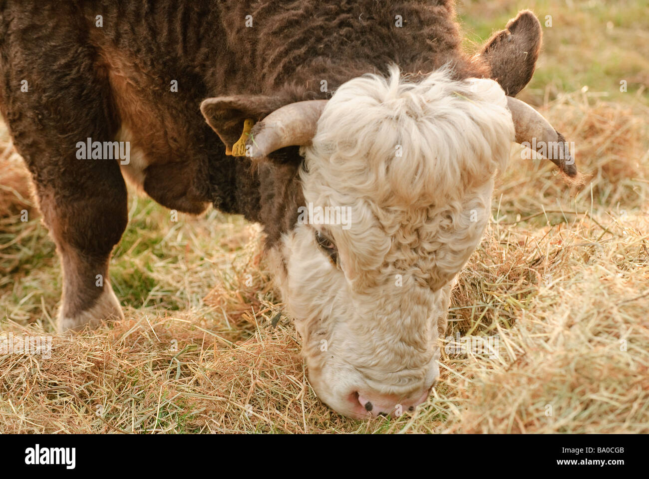 Hungry Cow High Resolution Stock Photography and Images - Alamy