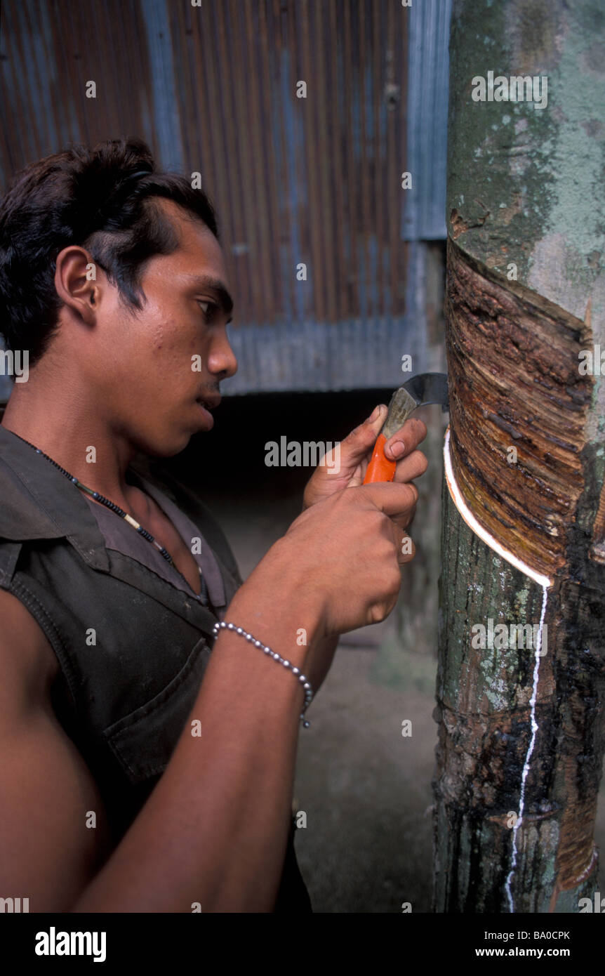 Rubber tapping hi-res stock photography and images - Alamy