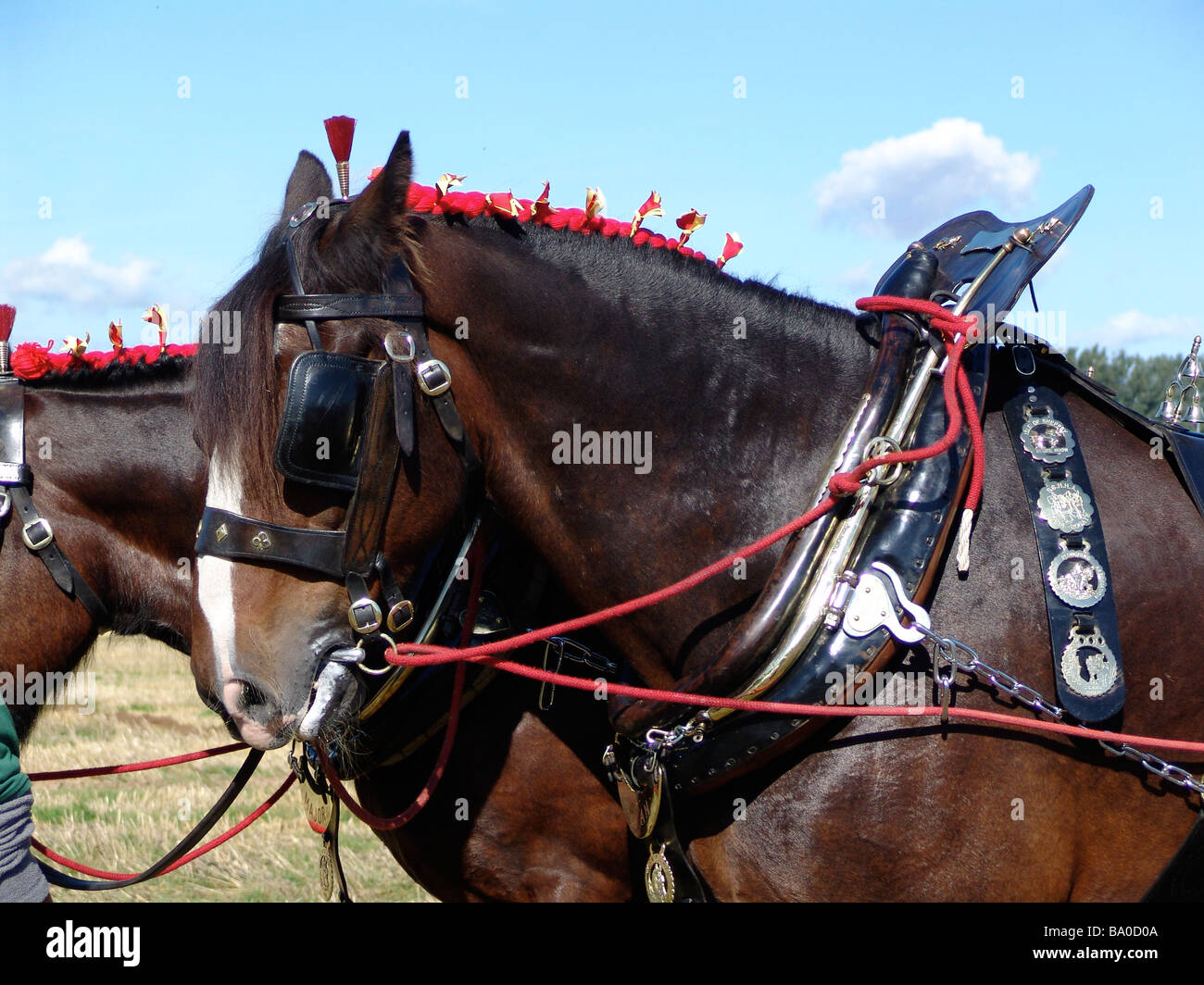 A shire horse hi-res stock photography and images - Alamy