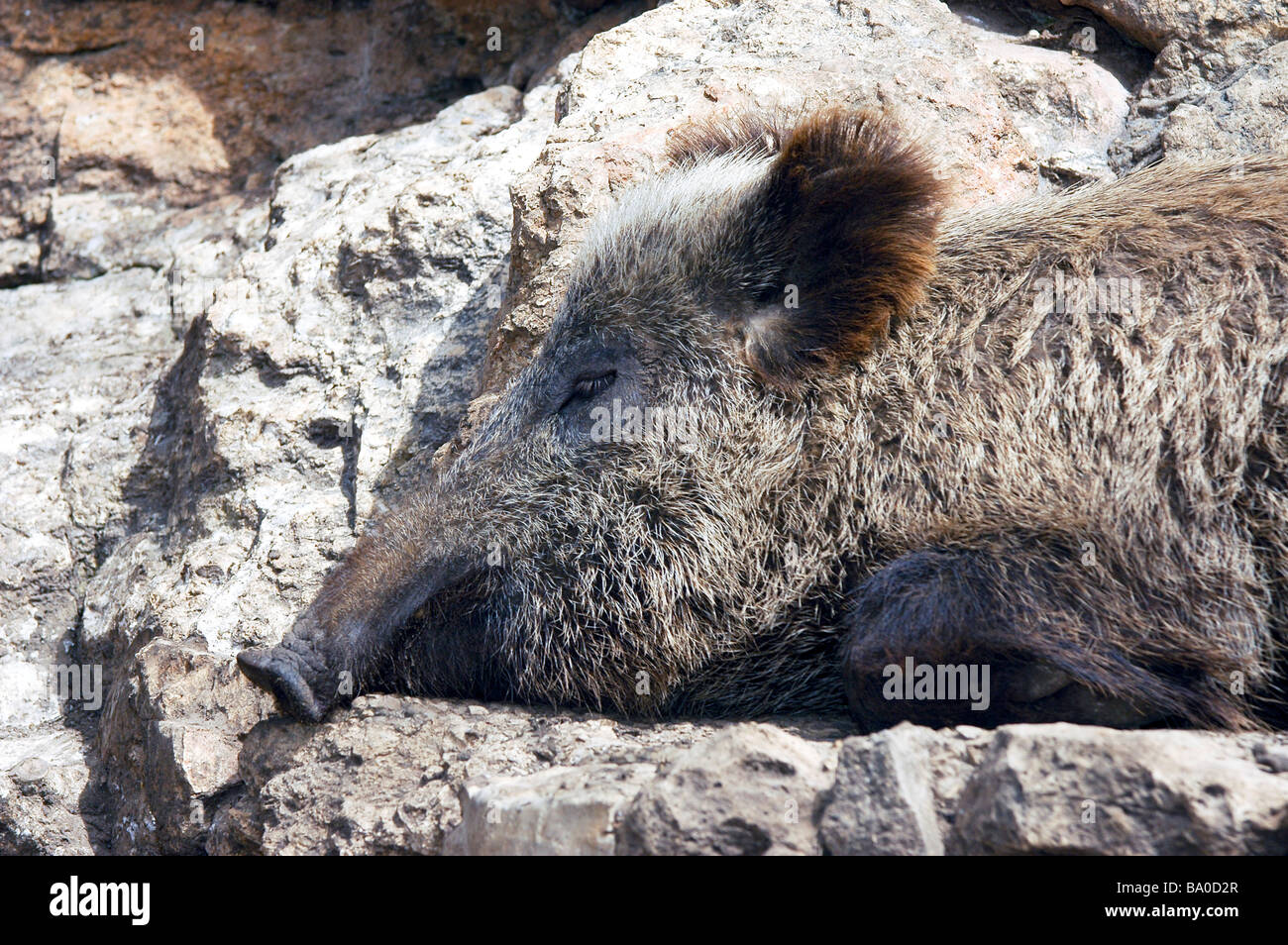 Israel wild boar Sus scrofa Stock Photo - Alamy