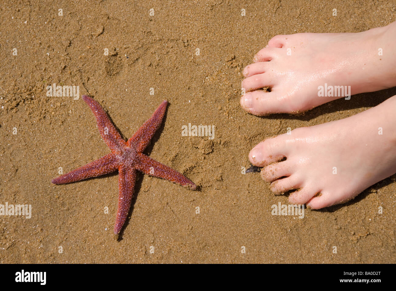 Starfish feet sand hi-res stock photography and images - Alamy