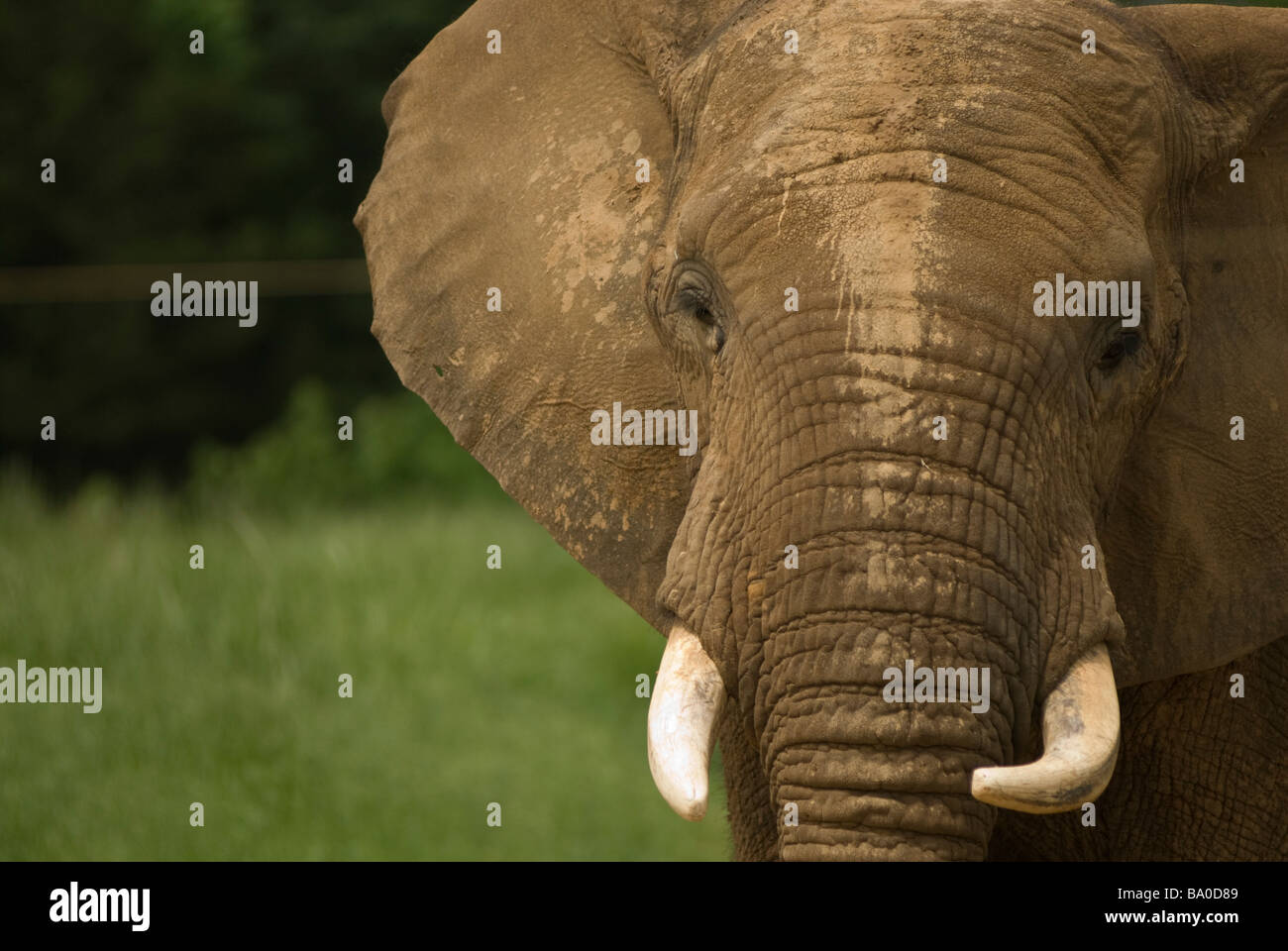 Riddle's Elephant and Wildlife Sanctuary in Greenbrier, Arkansas Stock ...