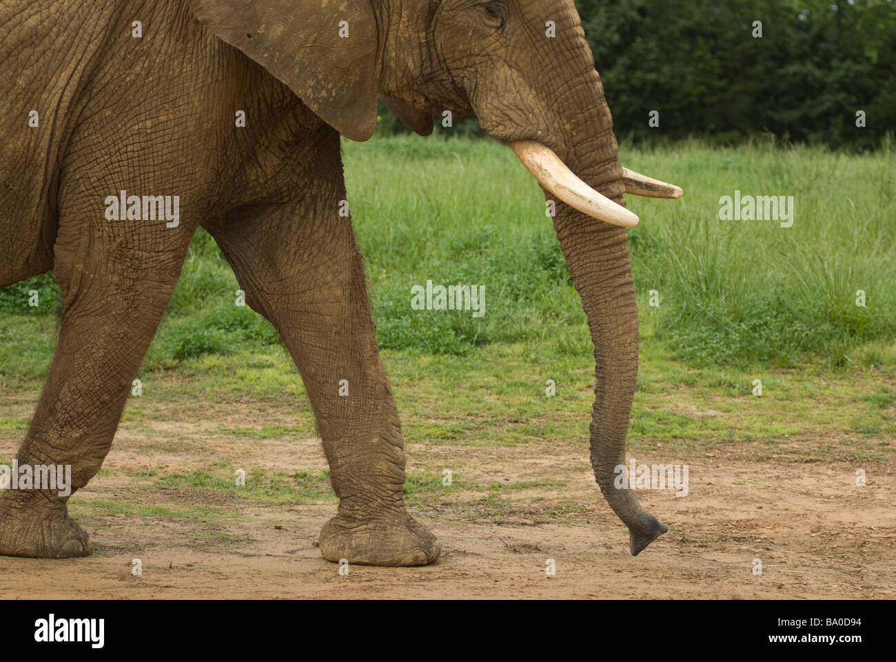 Riddle's Elephant and Wildlife Sanctuary in Greenbrier, Arkansas Stock ...