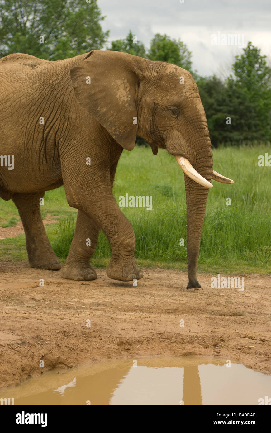 Riddle's Elephant and Wildlife Sanctuary in Greenbrier, Arkansas Stock ...