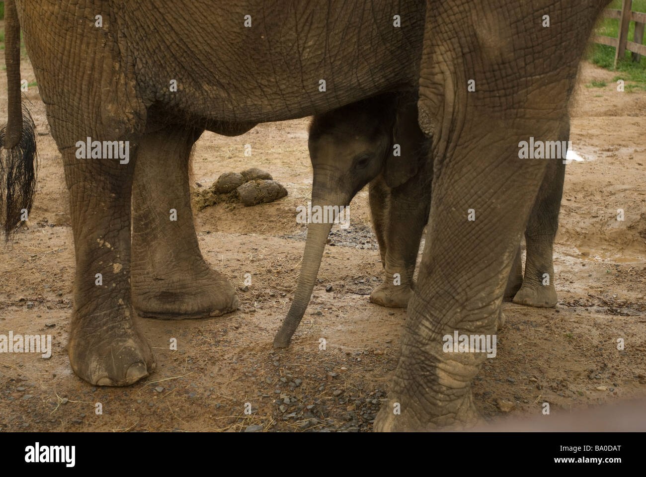 Riddles elephant sanctuary hi-res stock photography and images - Alamy