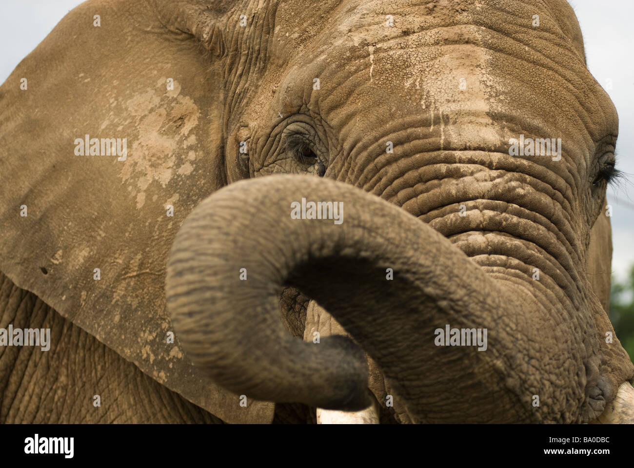 Riddles Elephant Sanctuary High Resolution Stock Photography and Images ...