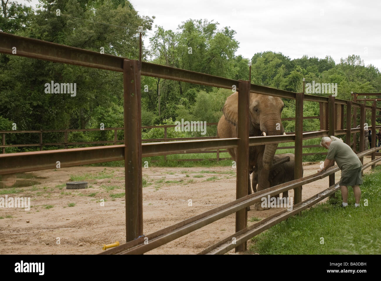 Riddle's Elephant and Wildlife Sanctuary in Greenbrier, Arkansas Stock ...