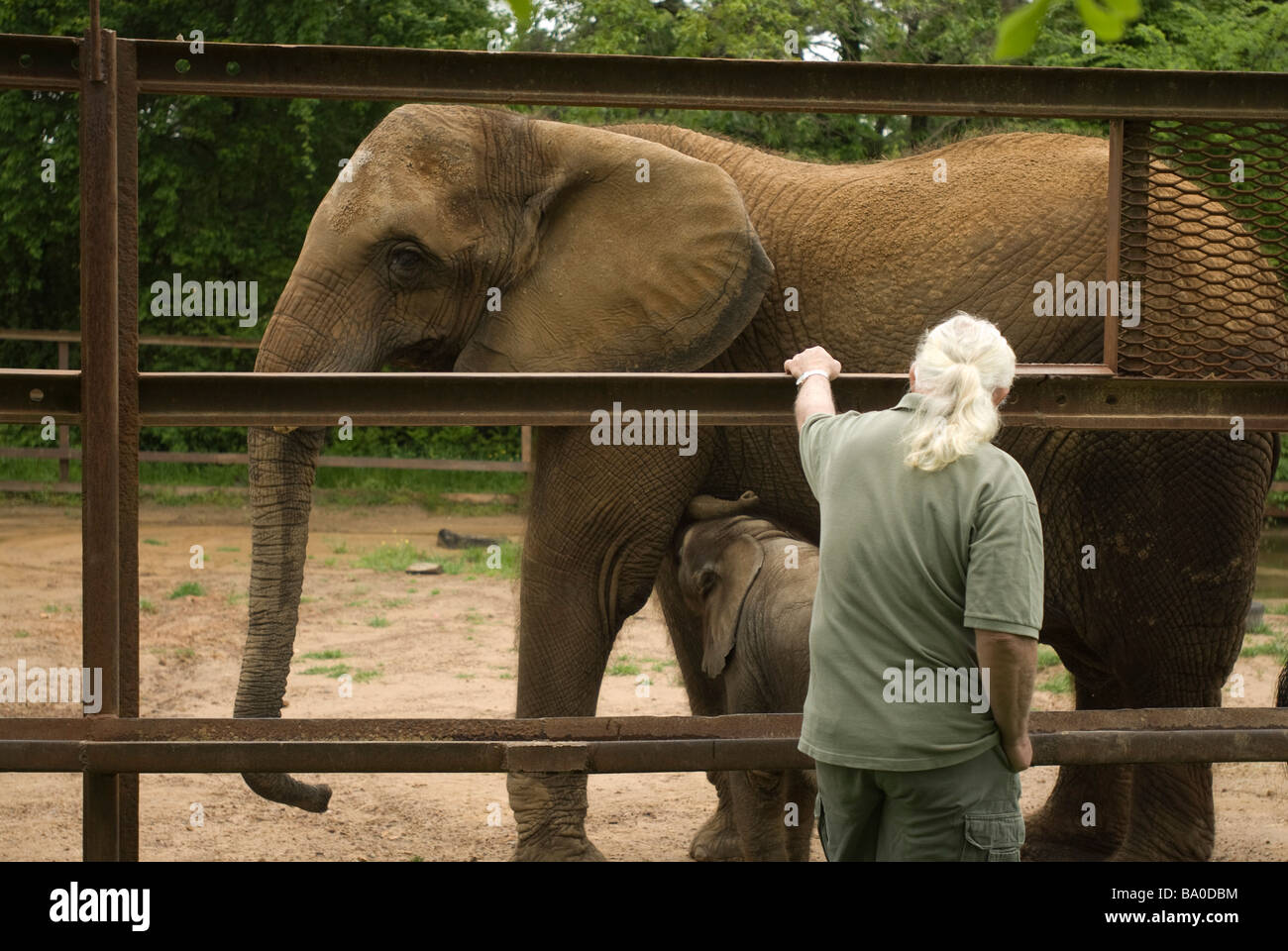 Riddle's Elephant and Wildlife Sanctuary in Greenbrier, Arkansas Stock ...