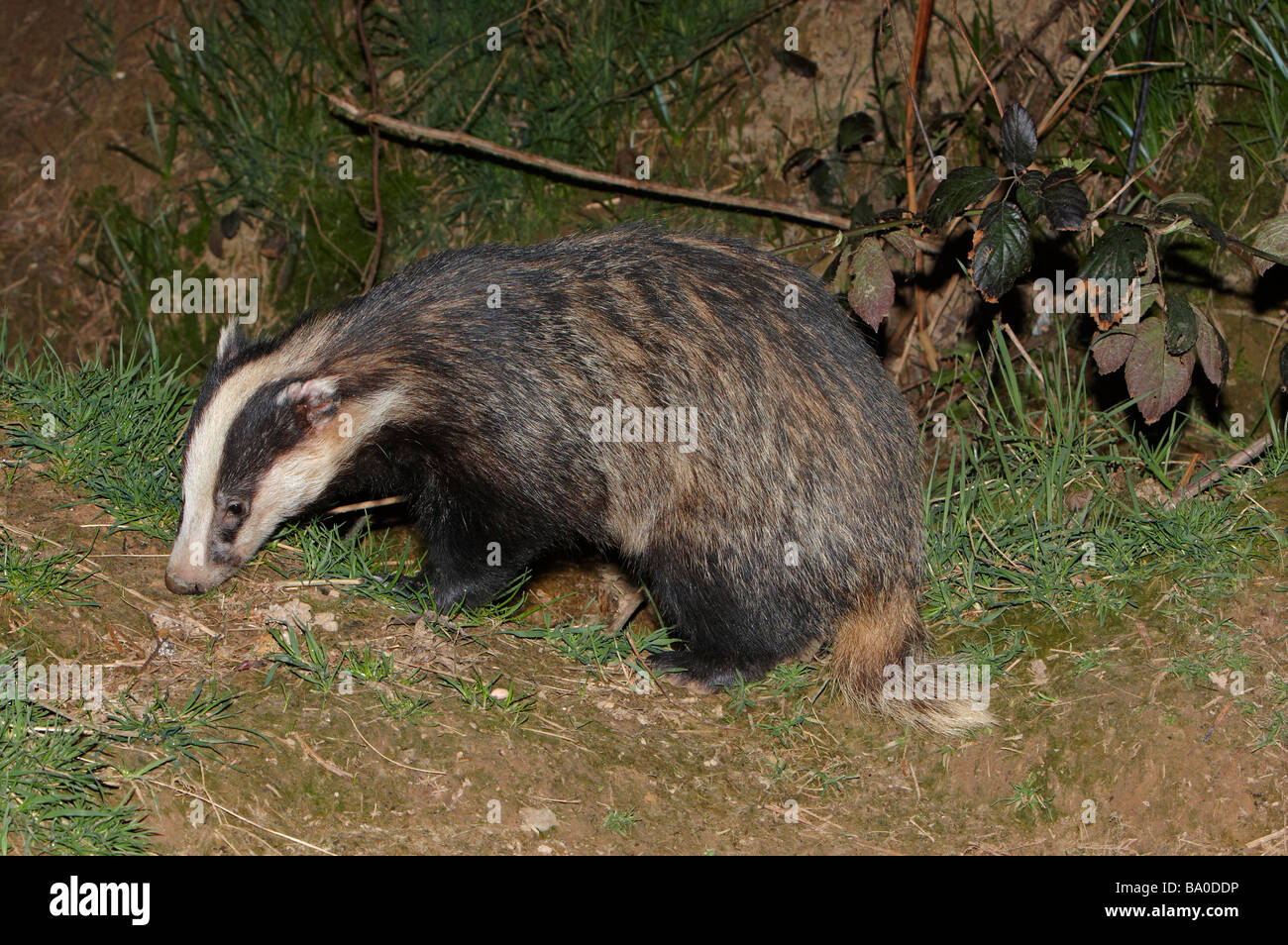 Badger british isles hi-res stock photography and images - Alamy