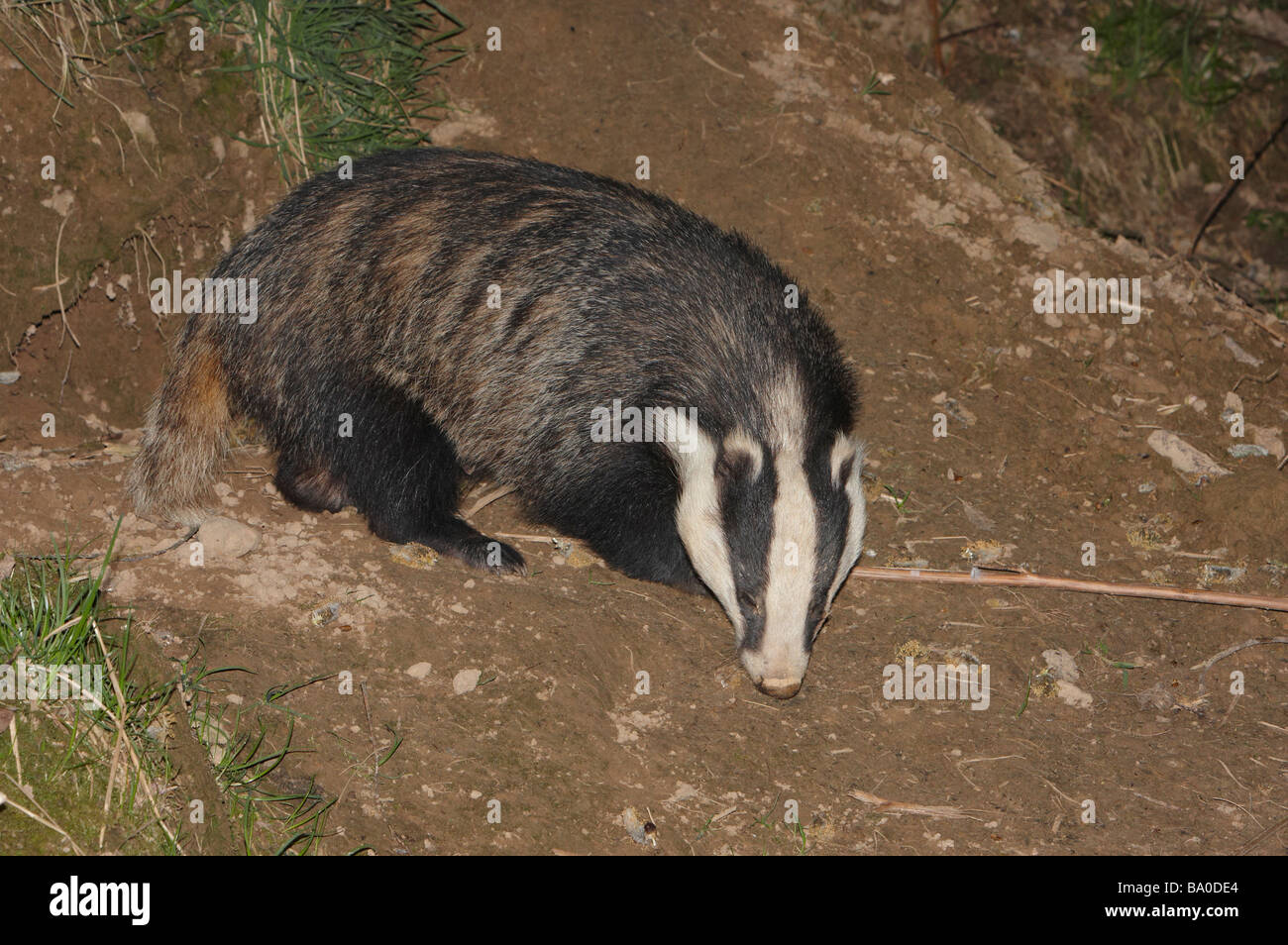 British badger hi-res stock photography and images - Alamy