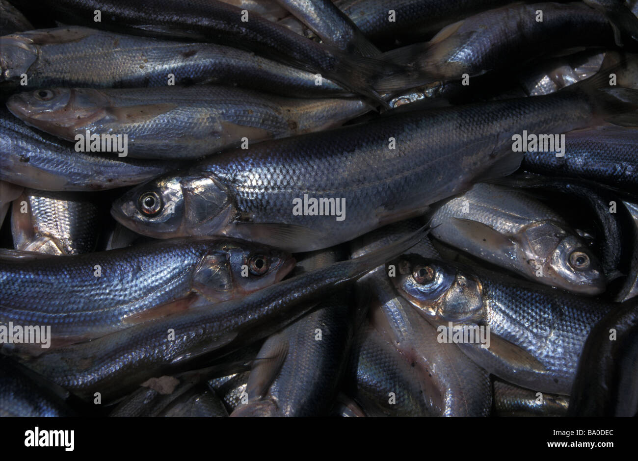 Tarichi hi-res stock photography and images - Alamy