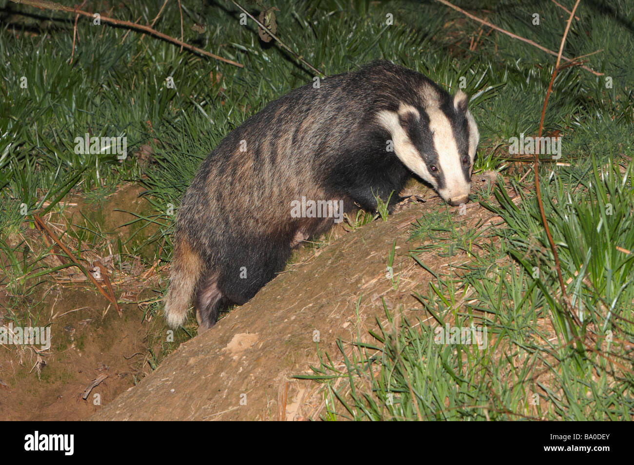 Badger den hi-res stock photography and images - Alamy