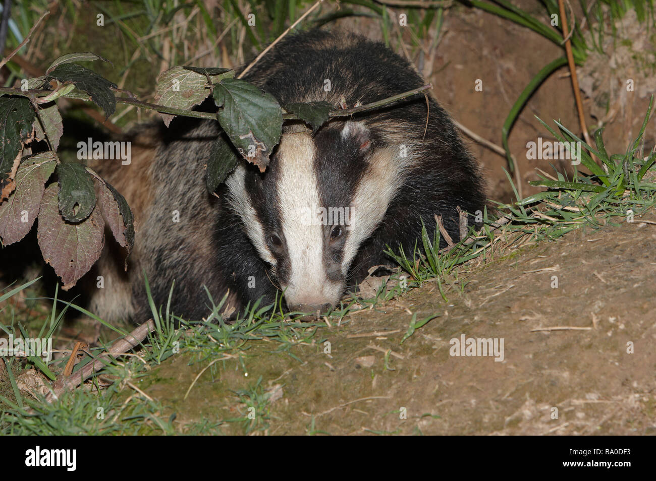 Badger british isles hi-res stock photography and images - Alamy