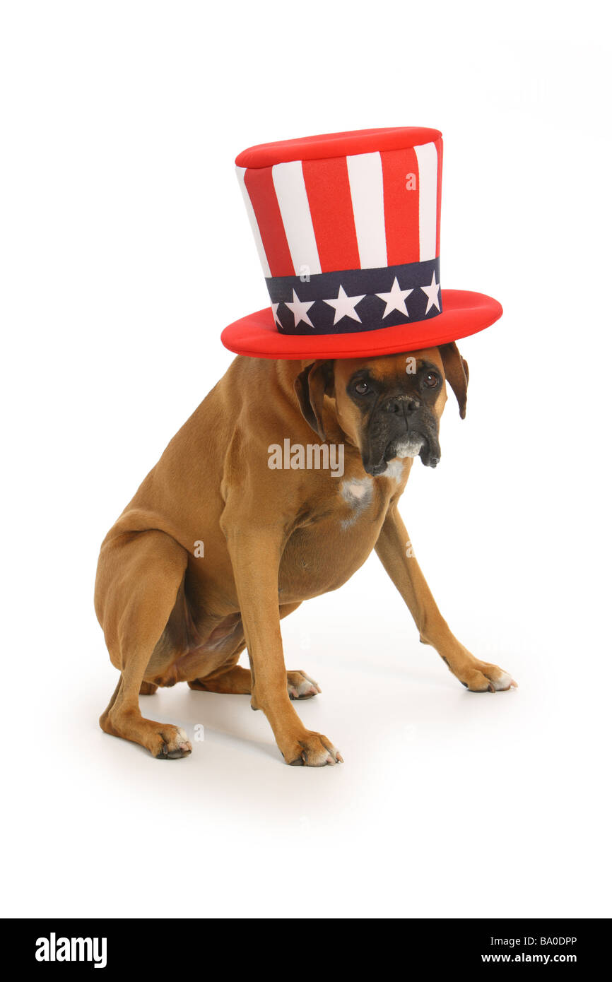 Boxer dog with uncle sam hat on white background Stock Photo - Alamy