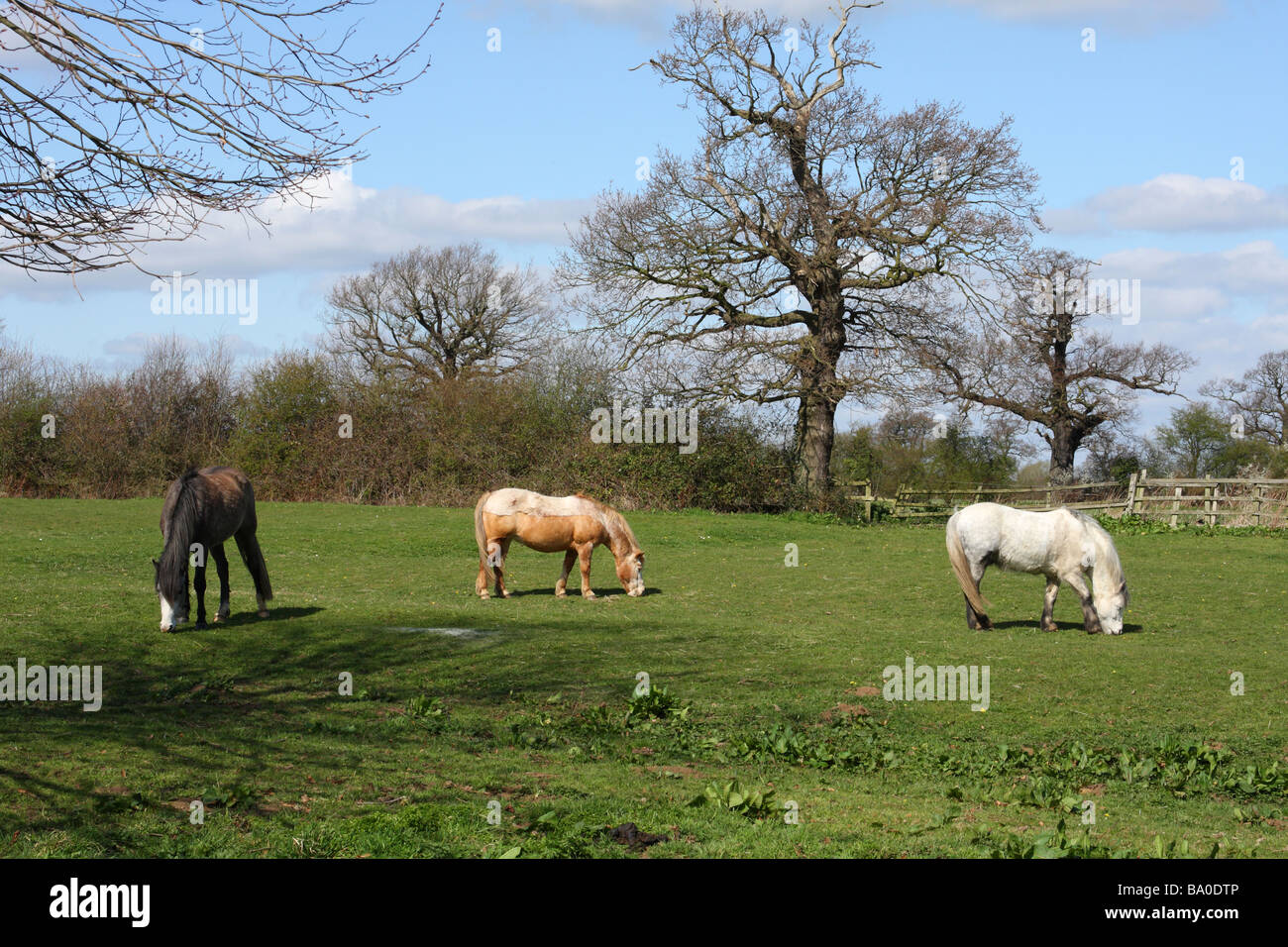 Horses in a paddock Stock Photo - Alamy
