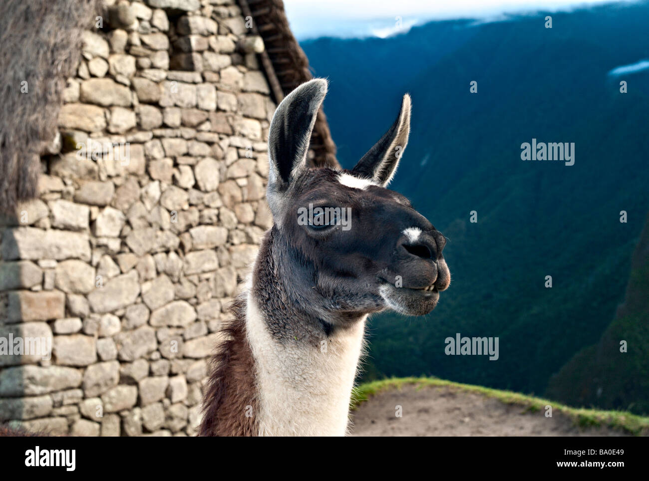 PERU MACHU PICCHU Close up portrait of a llama standing beside the ...
