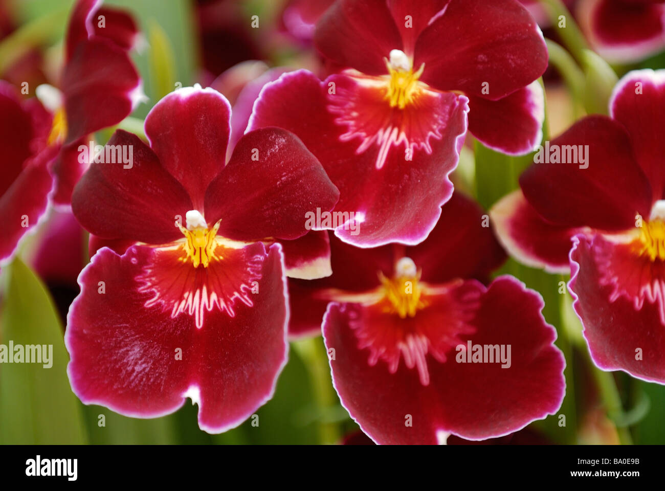 Closeup orchids hi-res stock photography and images - Alamy