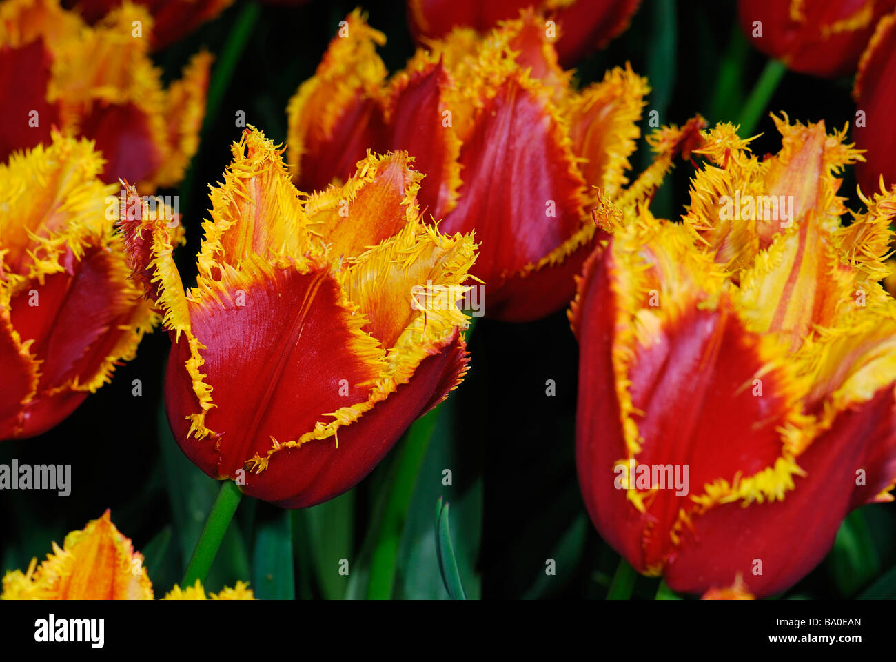 A beautiful variety of tulips Stock Photo - Alamy