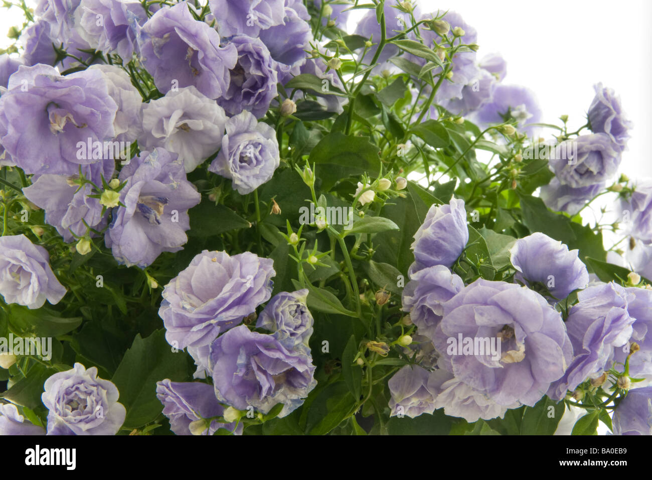 Close-up/macro of the tiny Double Campanula flowers Stock Photo - Alamy