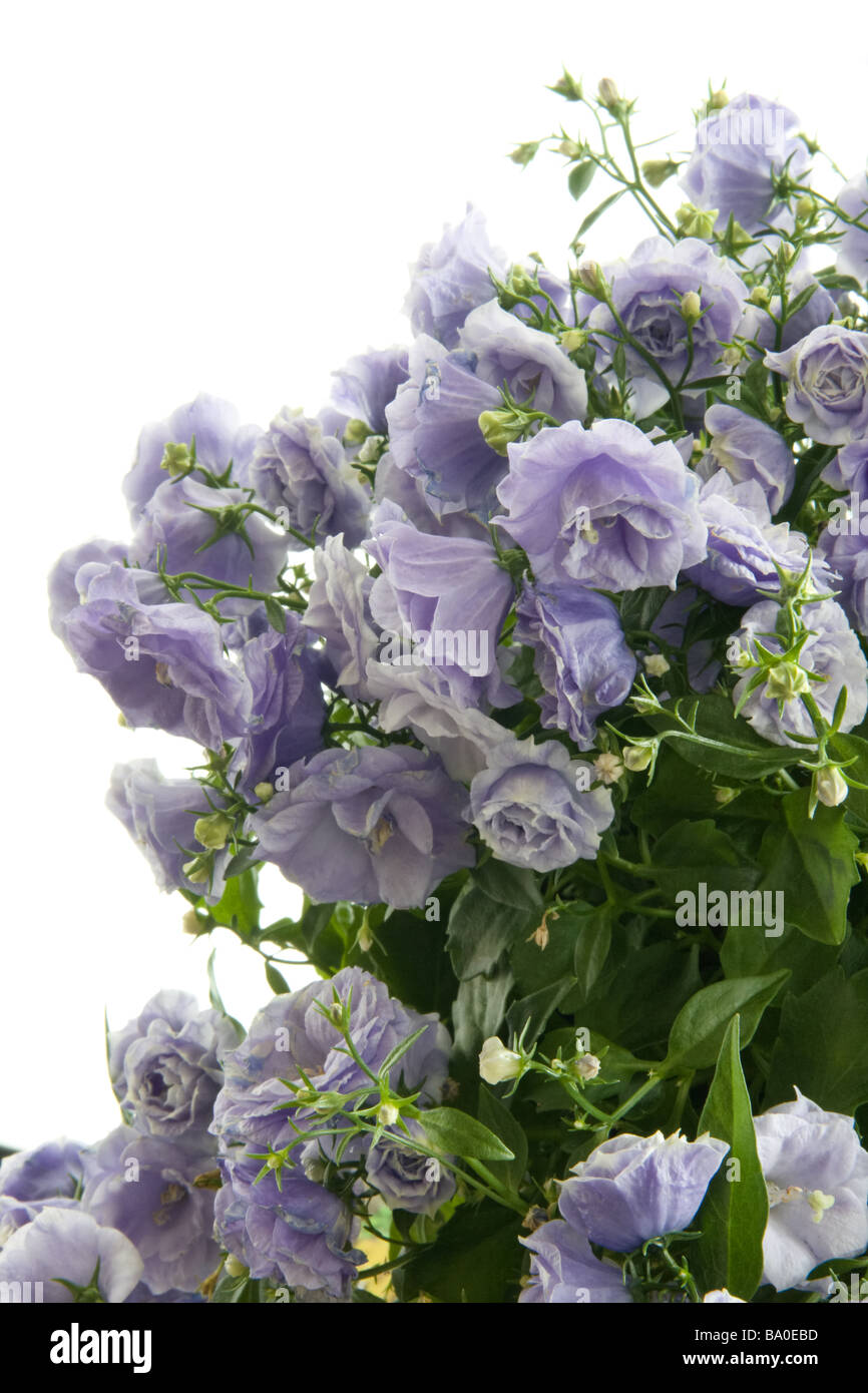 Close-up/macro of the tiny Double Campanula flowers Stock Photo - Alamy