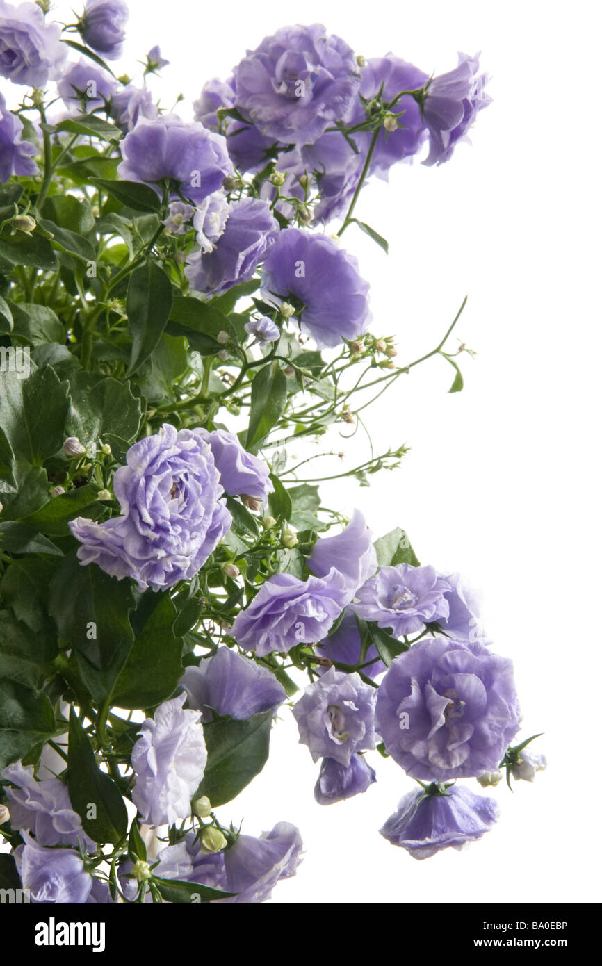 Close-up/macro of the tiny Double Campanula flowers Stock Photo - Alamy