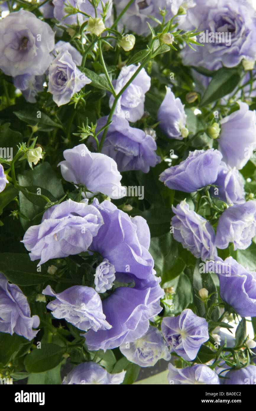 Close-up/macro of the tiny Double Campanula flowers Stock Photo - Alamy