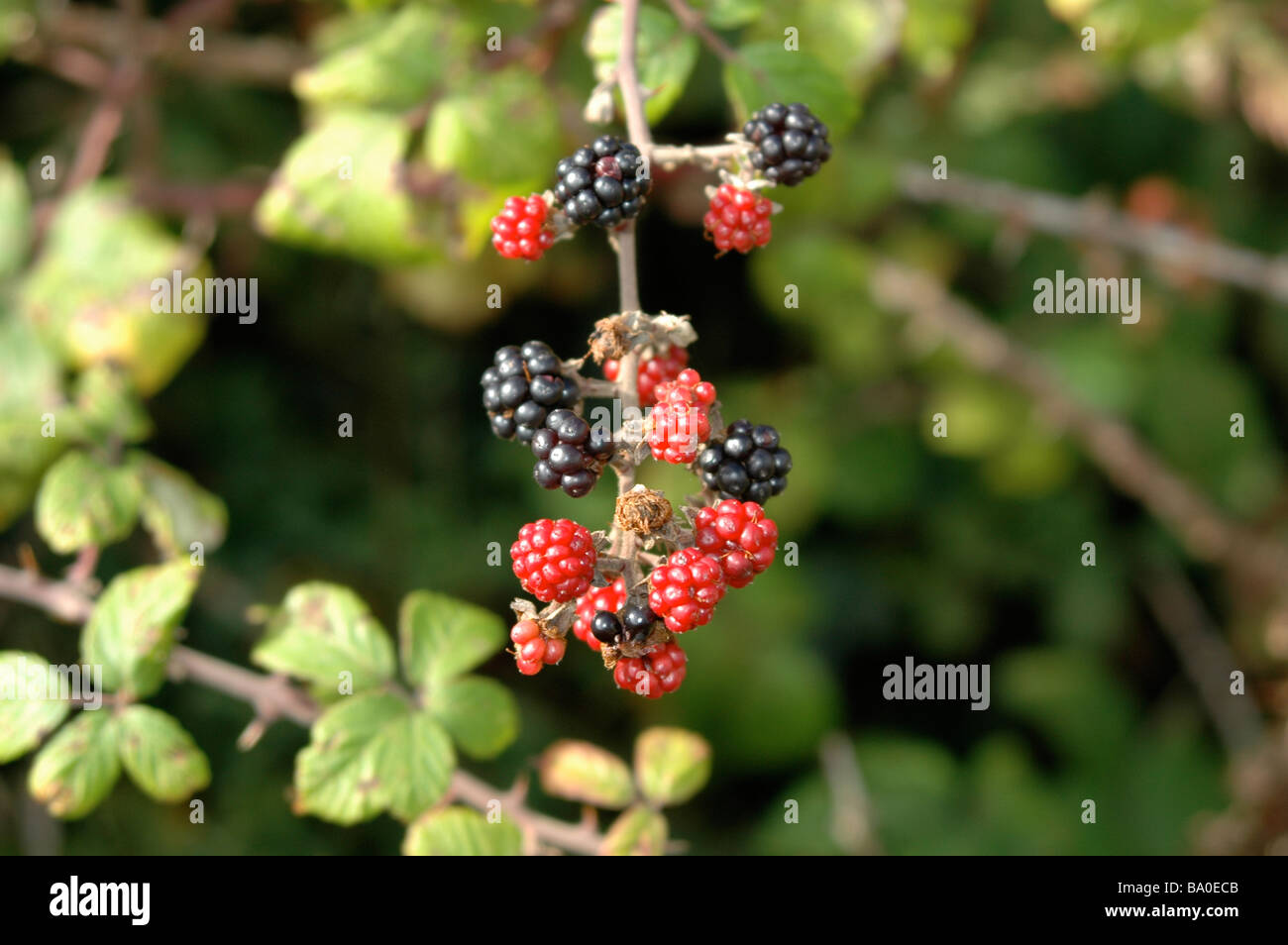 Blackberries growing on some brambles Stock Photo - Alamy
