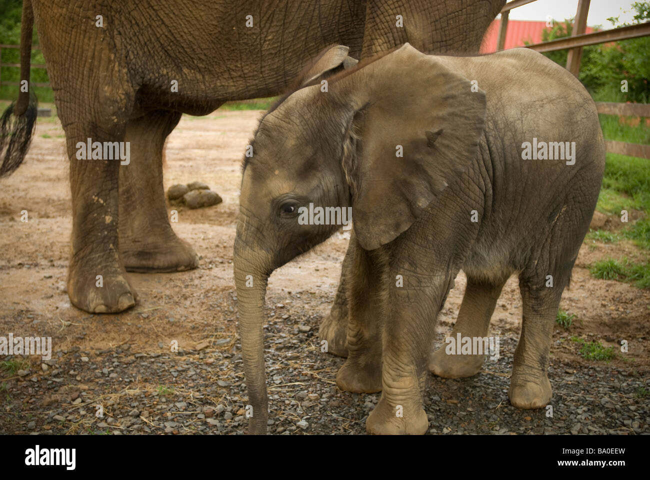 Riddle's Elephant and Wildlife Sanctuary in Greenbrier, Arkansas Stock ...