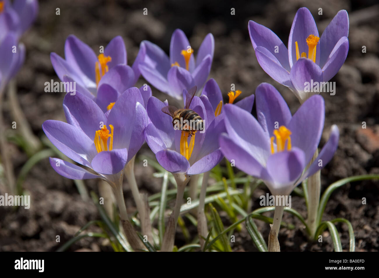 spring crocus flower Stock Photo - Alamy