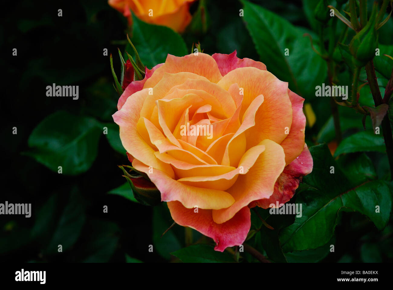 Portrait of a rose Stock Photo - Alamy