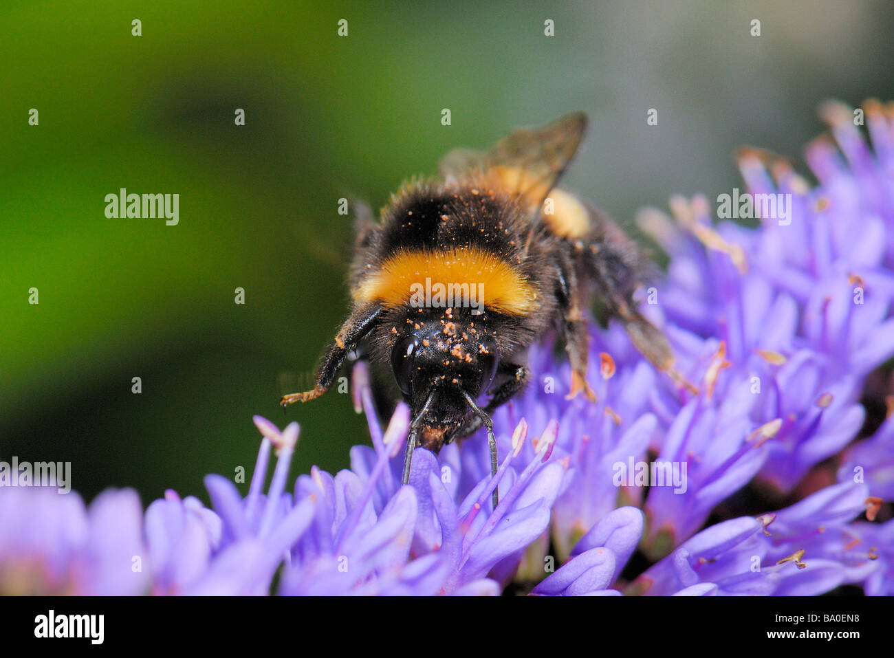 Bumble bee at work Stock Photo - Alamy