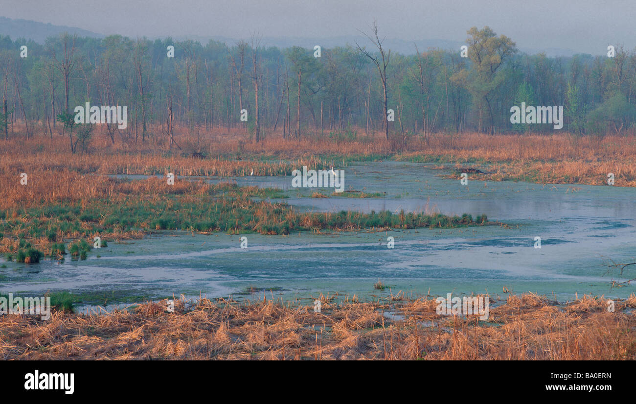 great egrets in freshwater marsh, along the Wisconsin River, Crawford ...