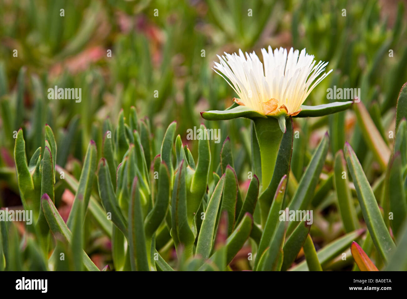 Carpobrotus hi-res stock photography and images - Alamy