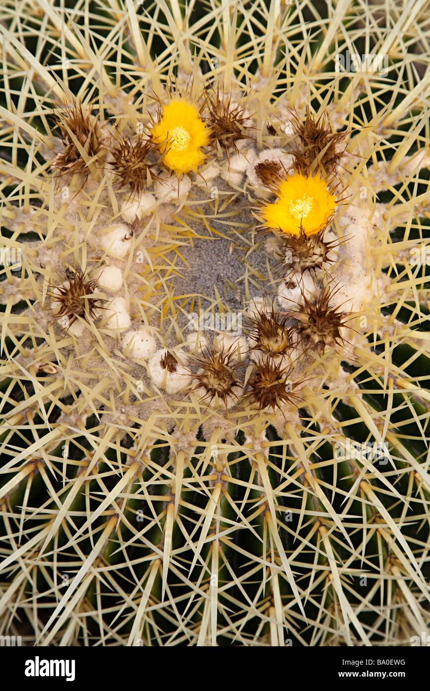 Echinocactus grusonii barrel cactus native of Mexico Stock Photo - Alamy