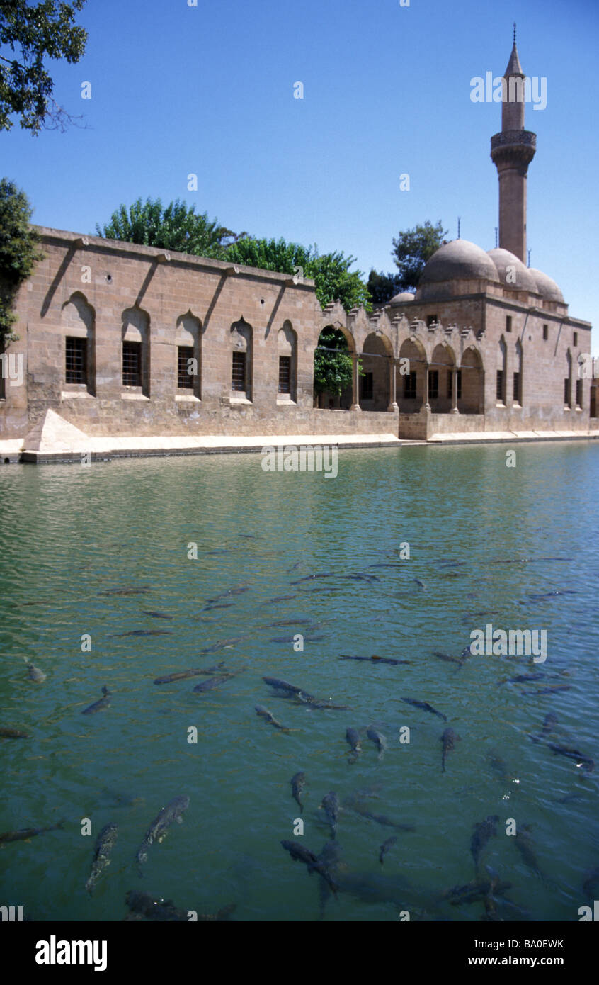 sacred carp fish in lake Balikli Gol Sianli Urfa Turkey Stock Photo - Alamy