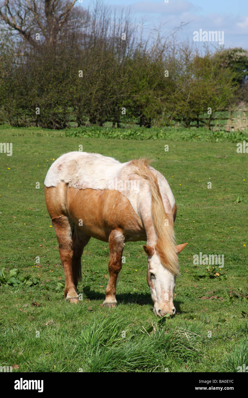 Horse in a paddock Stock Photo - Alamy