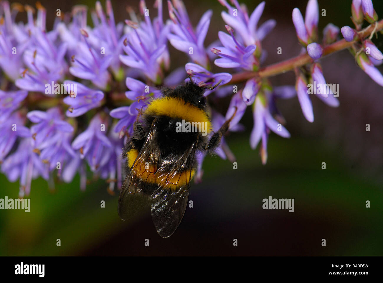 Bumble bee at work Stock Photo - Alamy