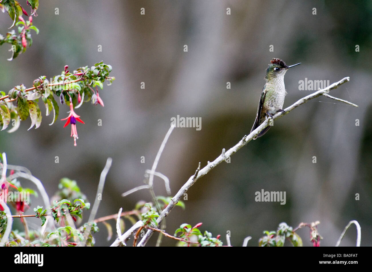 Green backed firecrown hummingbird hi-res stock photography and images ...