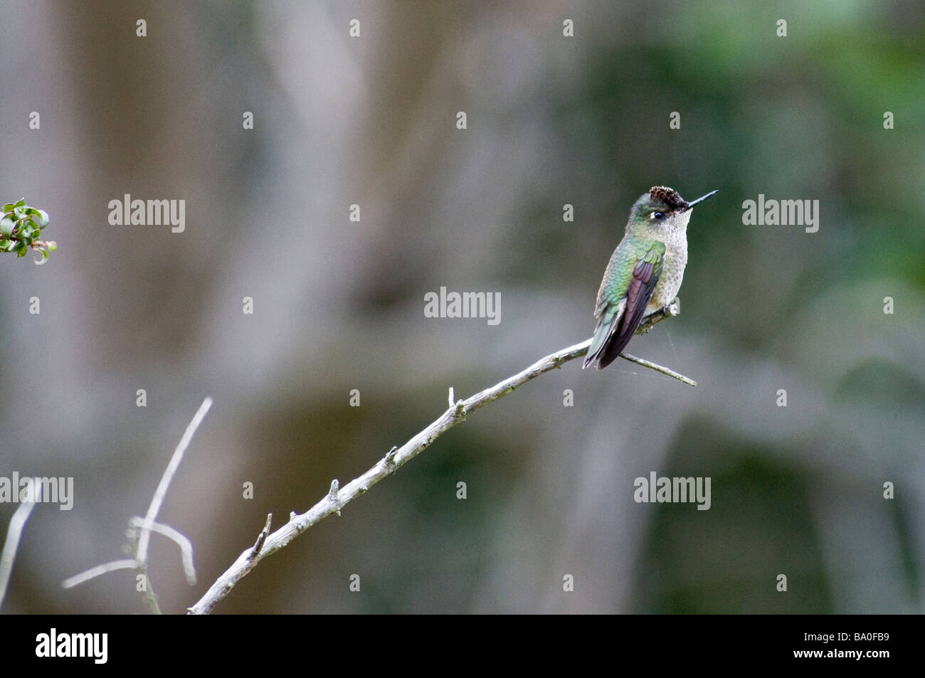 Green backed firecrown hummingbird hi-res stock photography and images ...