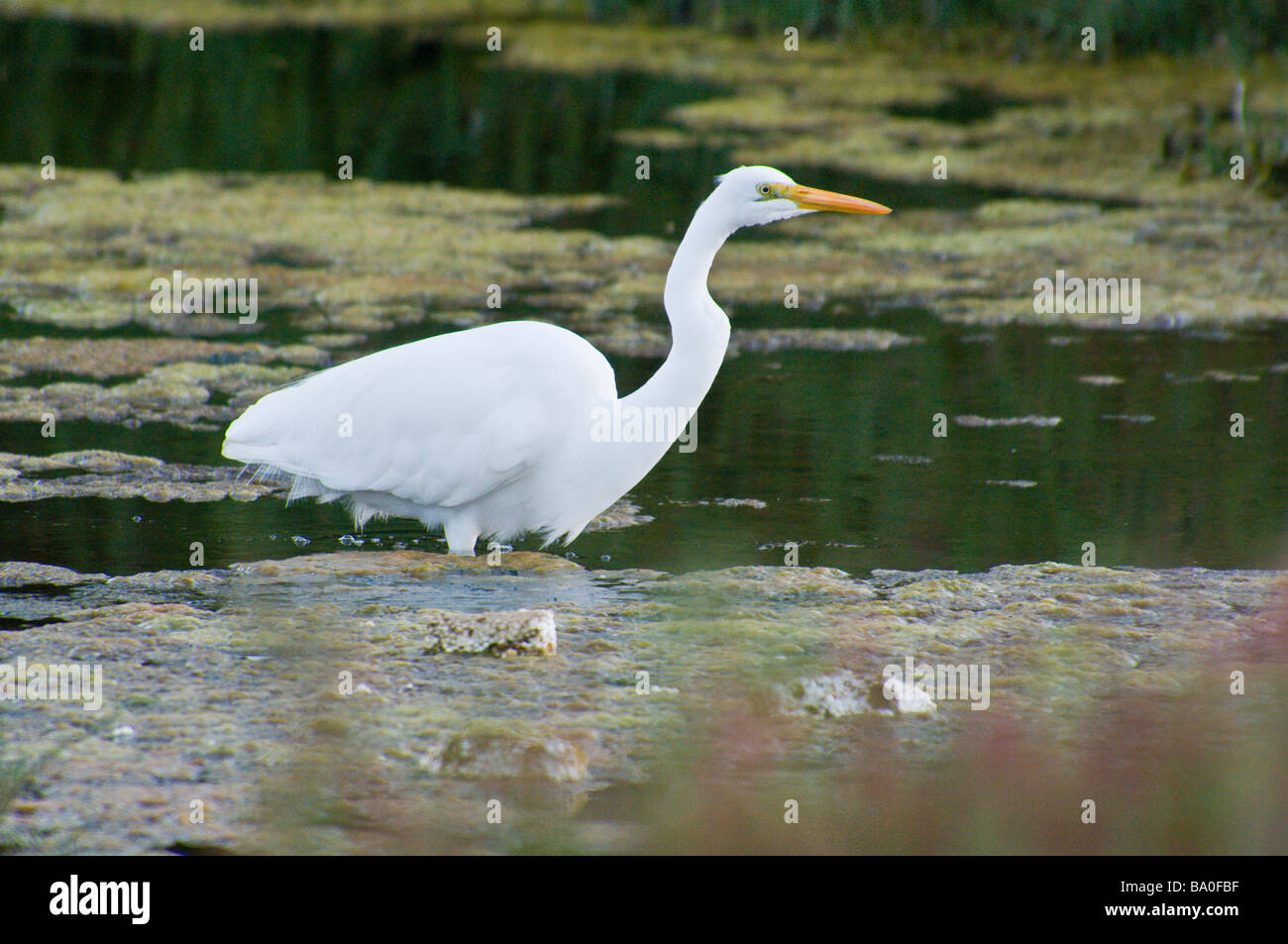 Great Egret, wading in a pond, Pichidangui, Chile Stock Photo - Alamy
