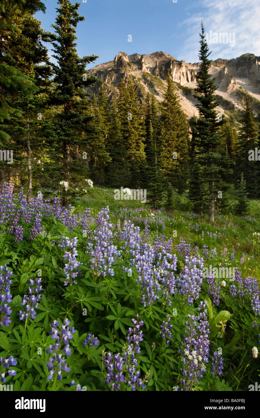 Tree Lupin High Resolution Stock Photography and Images - Alamy