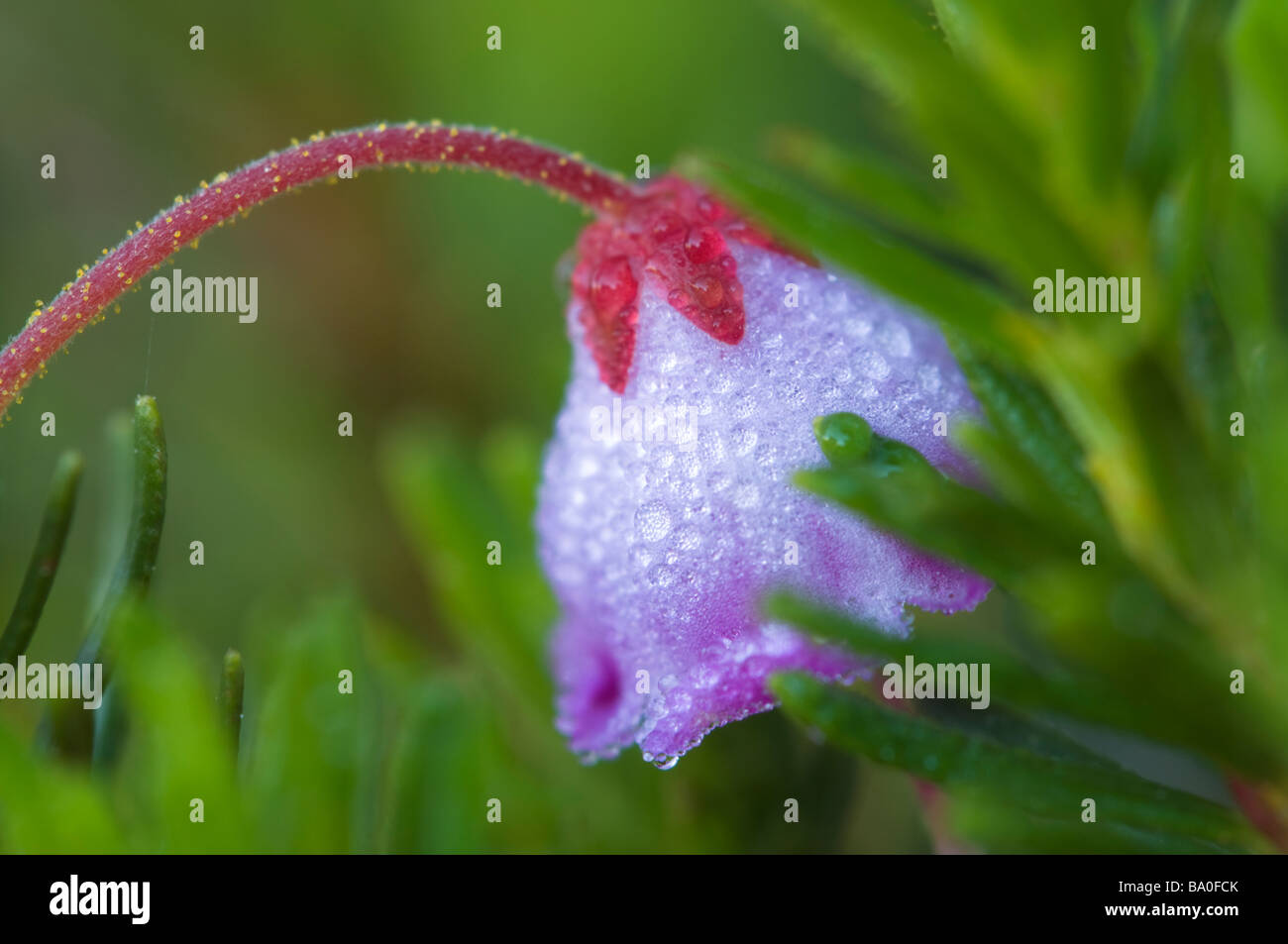 Violet Subalpine flower Mount Rainier National Park Washington USA ...