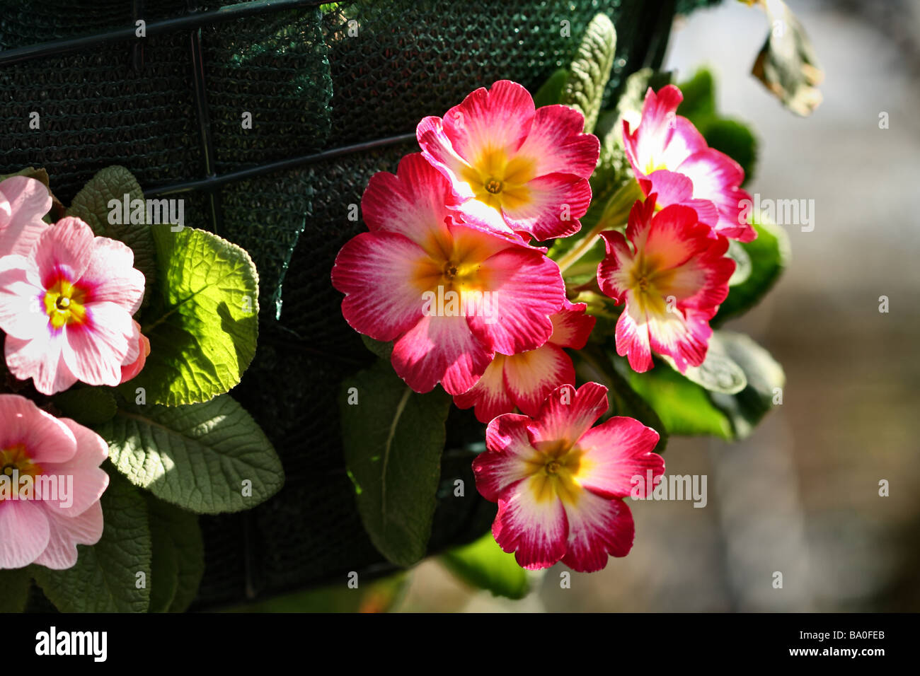 Primulaceae family hi-res stock photography and images - Alamy