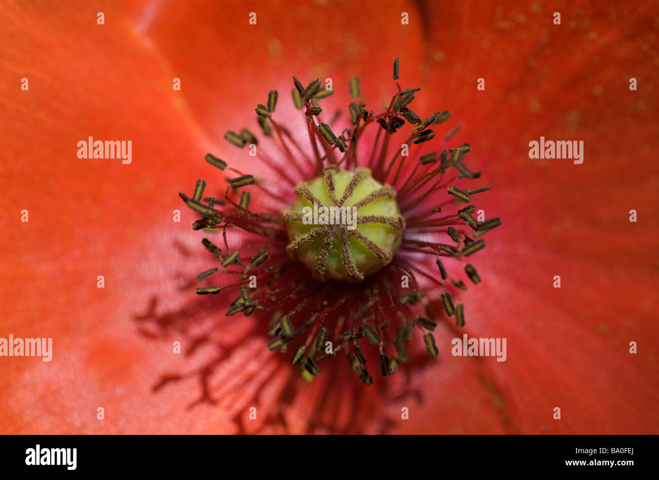 Himalayan poppy wild hi-res stock photography and images - Alamy